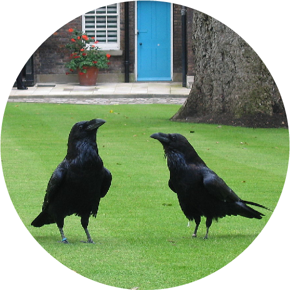 Vida Fanzinerosa: En la corte del Rey Cuervo. – ALCIFF